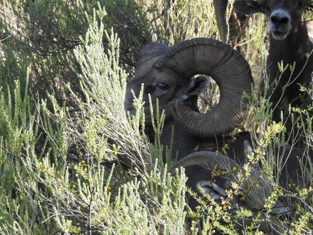 Santa Rosa Hunting Ranch | Mule Deer & Desert Bighorn