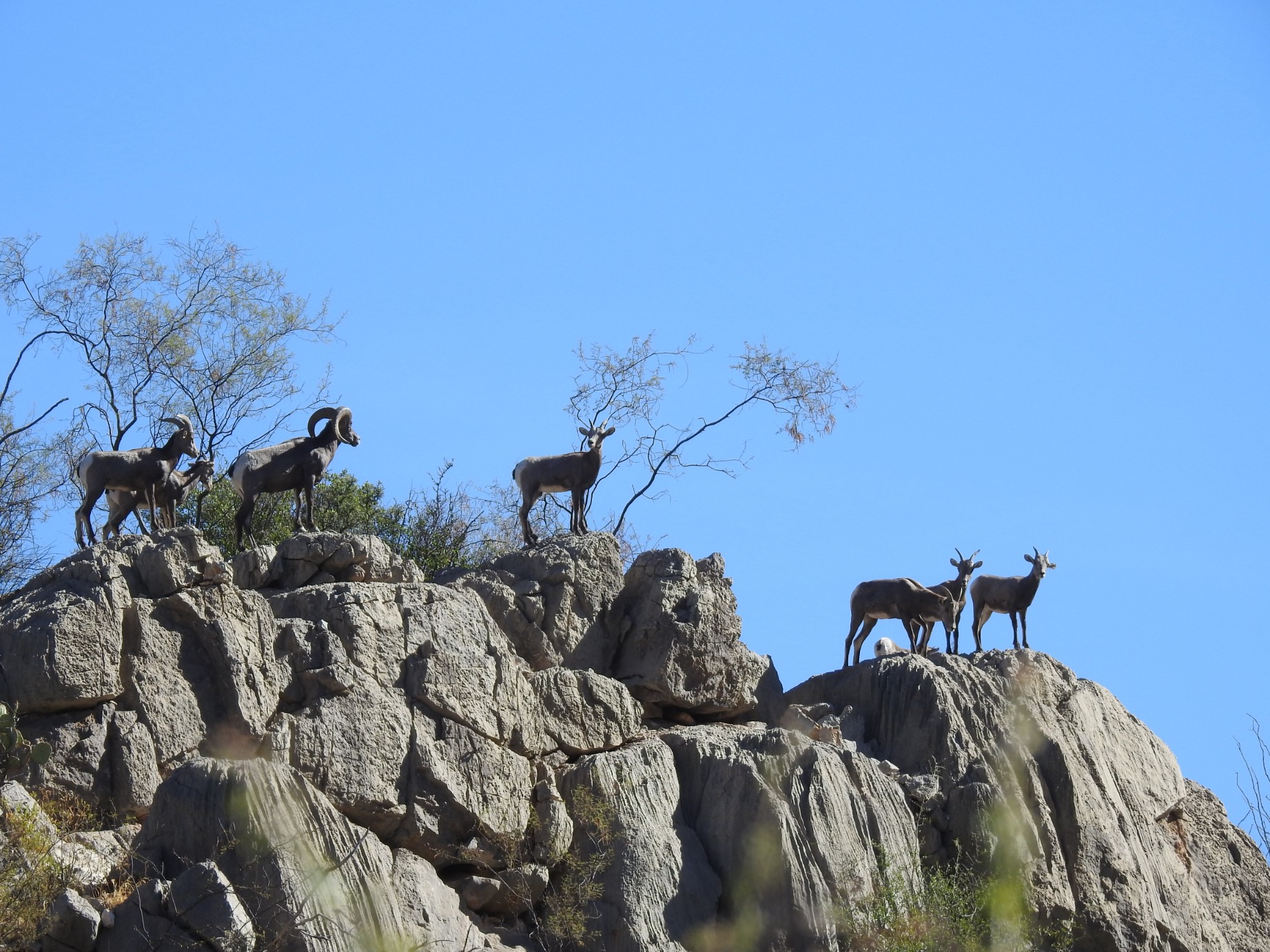 Santa Rosa Hunting Ranch | Mule Deer & Desert Bighorn