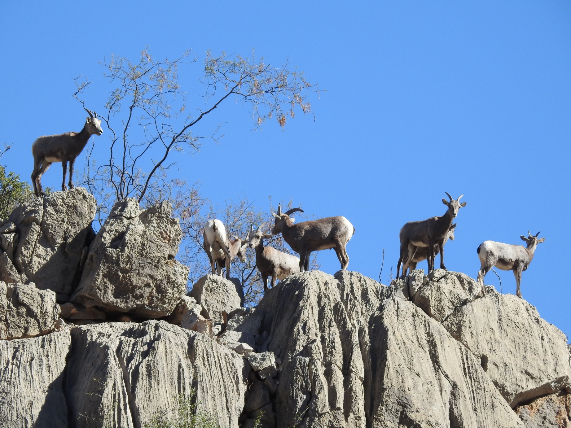 Santa Rosa Hunting Ranch | Mule Deer & Desert Bighorn