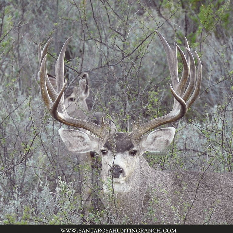 Santa Rosa Hunting Ranch | Mule Deer & Desert Bighorn